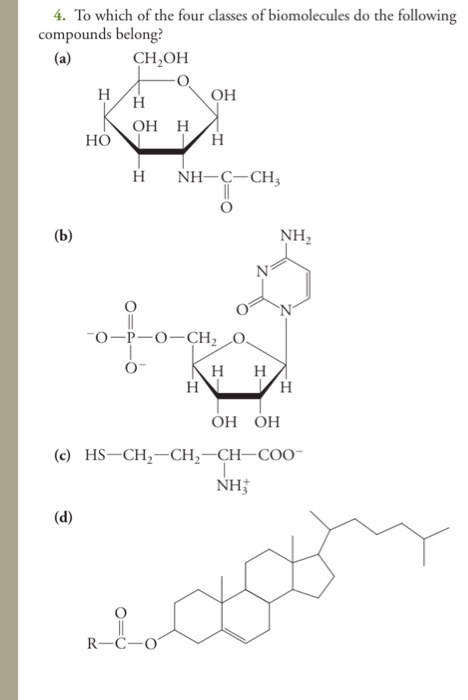 Solved To which of the four classes of biomolecules do the | Chegg.com