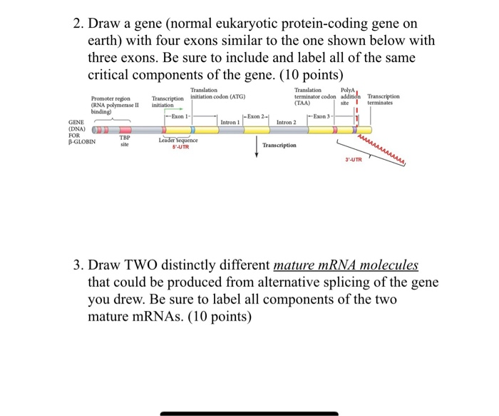 Solved 2. Draw a gene (normal eukaryotic protein-coding gene | Chegg.com