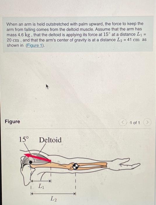 Solved When an arm is held outstretched with palm upward, | Chegg.com