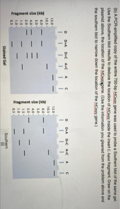 10. The following partial restriction map shows a | Chegg.com