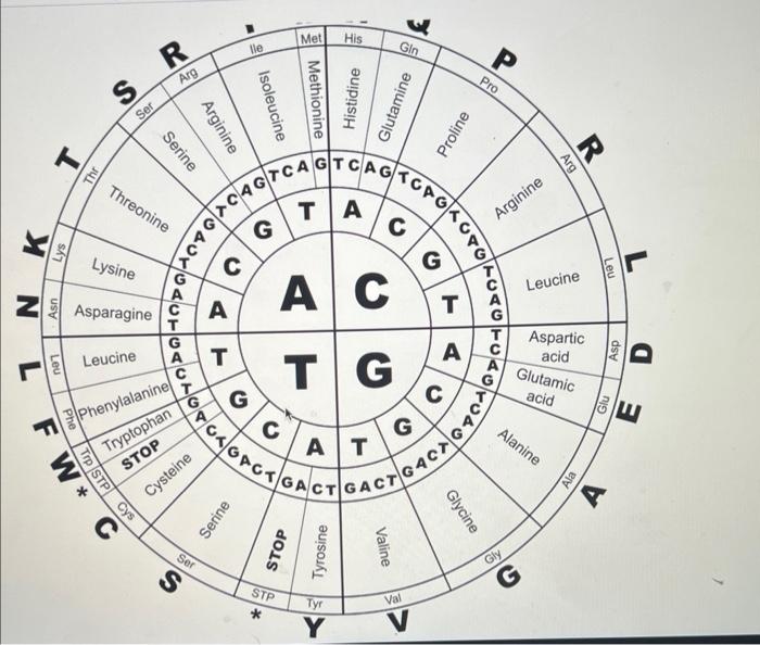 Solved Use the following chart to convert the DNA codon, GAT | Chegg.com