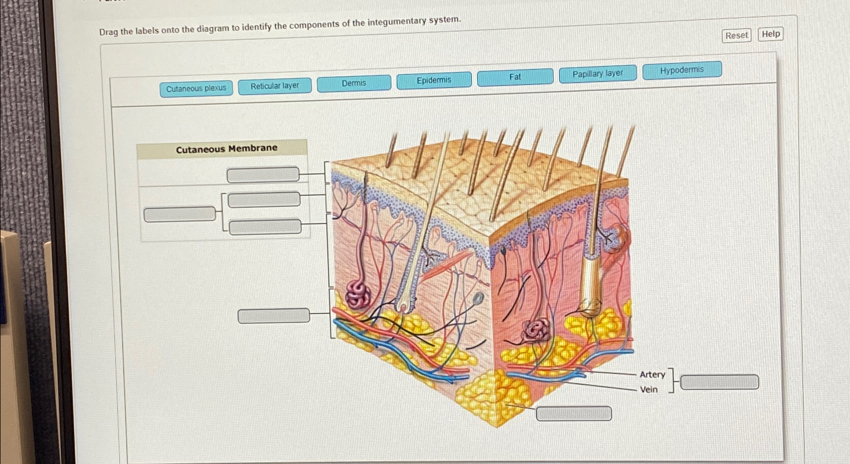 Solved Drag the labels onto the diagram to identify the | Chegg.com