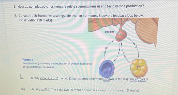 Solved 1. How do gonadotropic hormones regulate | Chegg.com