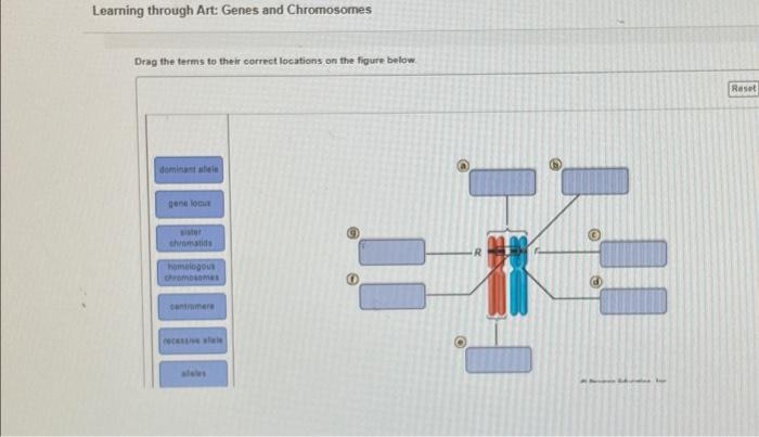 Solved Learning through Art: Genes and Chromosomes Drag the | Chegg.com Solved Learning through Art: Genes and Chromosomes Drag the | Chegg.com