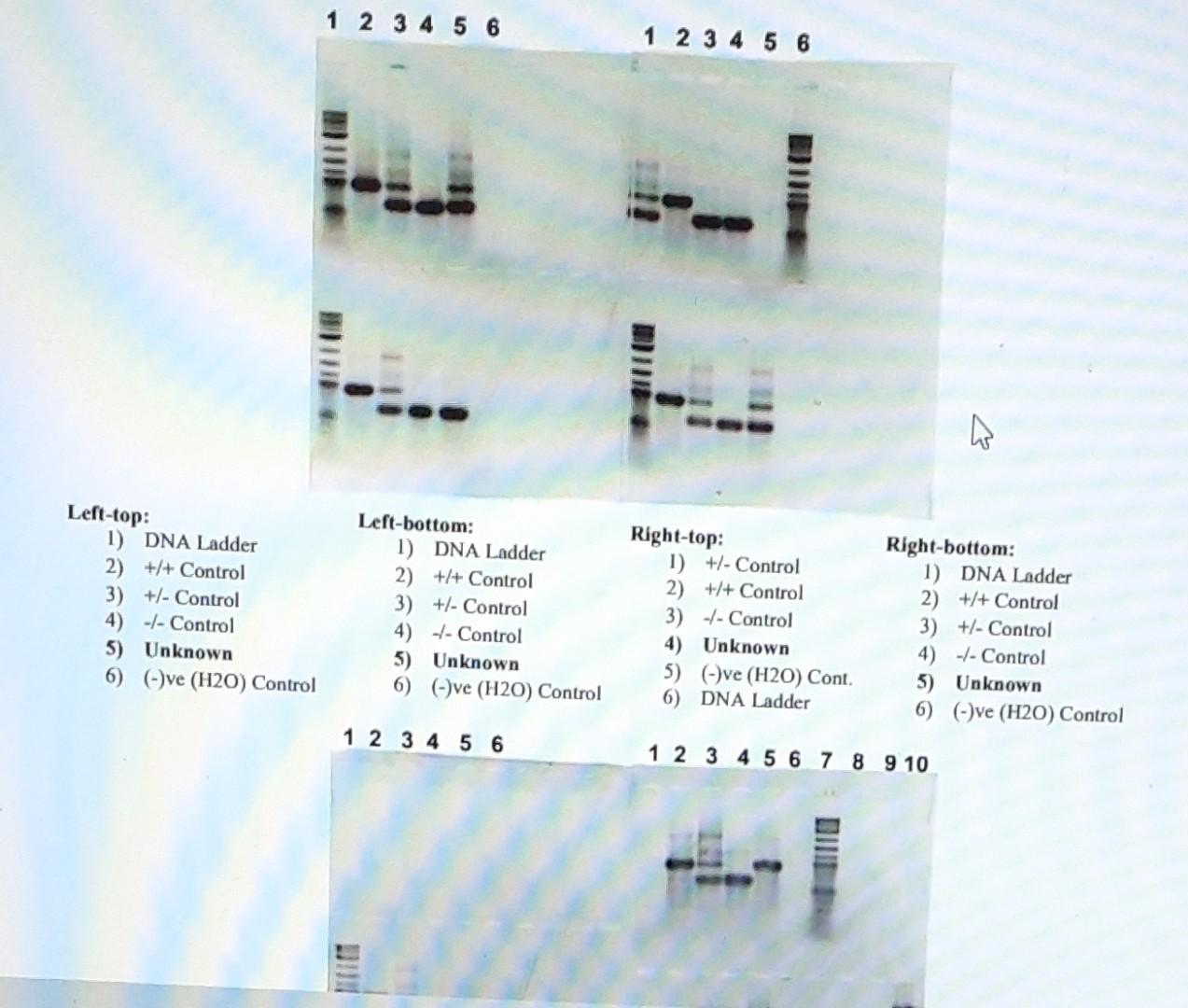 Solved led from Biorad PV92 PCR Informatics Manual, Rev. F) | Chegg.com