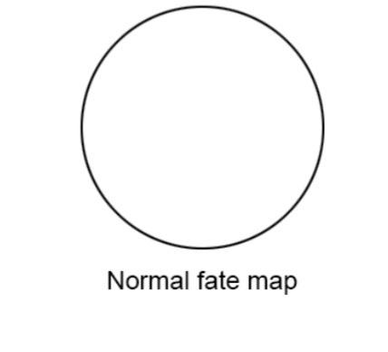 Solved Fill in the Xenopus blastula stage fate map diagram | Chegg.com