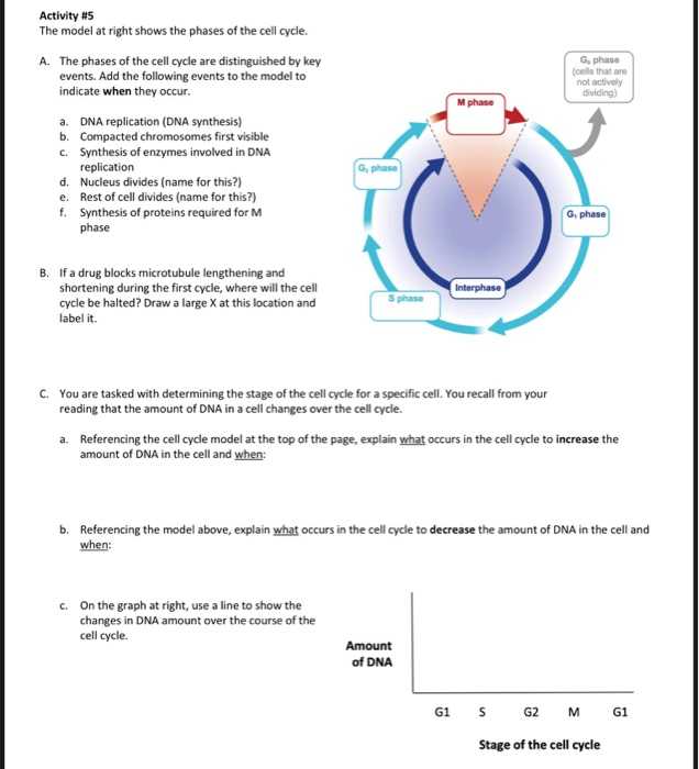 Solved G, phase (cells that are not actively dividing M | Chegg.com