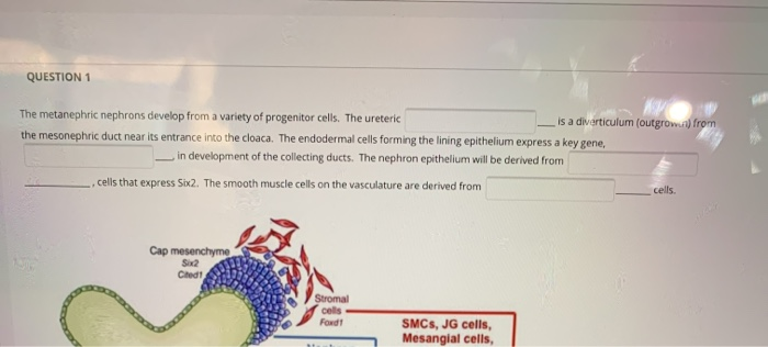 Solved QUESTION 1 The metanephric nephrons develop from a | Chegg.com