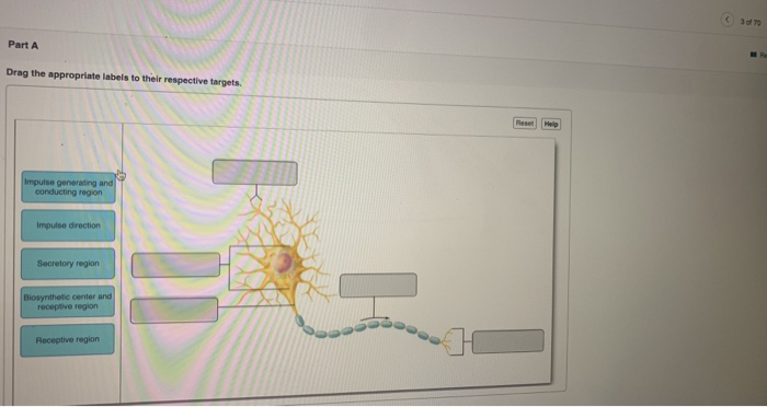 Solved 3 of 70 Part A Drag the appropriate labels to their | Chegg.com