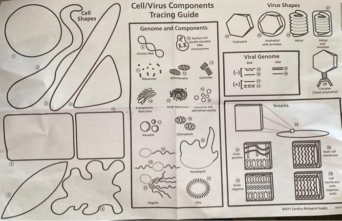 Solved ACTIVITY 3 A Cell Types and Viruses 1. Collect the | Chegg.com