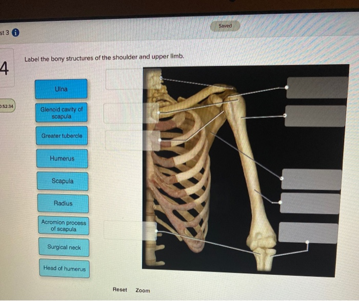 Solved Saved st 30 Label the bony structures of the shoulder | Chegg.com