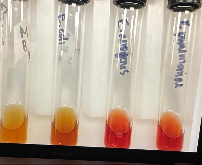 Solved PART B: Methyl Red Test and Voges-Proskauer Test | Chegg.com