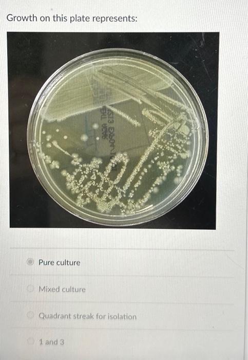 Staphylococcus Epidermidis Streak Plate