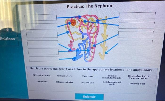 Solved Practice: The Nephron finitions Match the terms and | Chegg.com