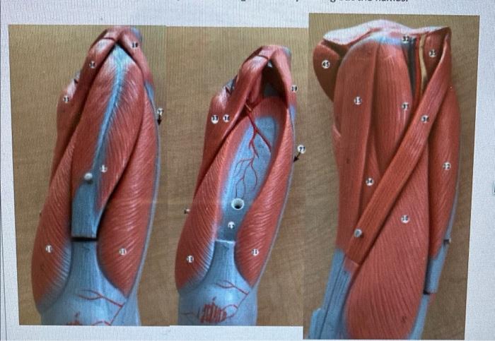 Solved Question 6 Muscles of lower extremity - Identify the | Chegg.com