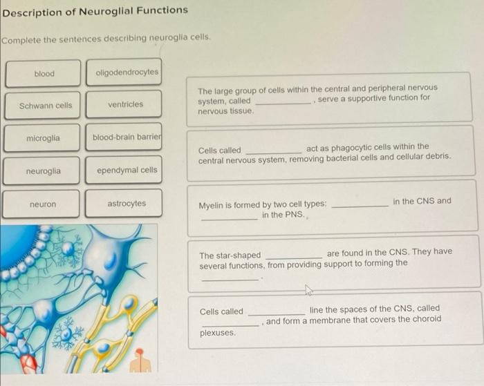 Solved Description of Neuroglial Functions Complete the | Chegg.com