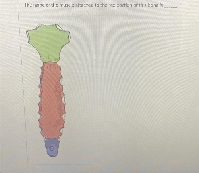 Solved The name of the muscle attached to the red portion of | Chegg.com