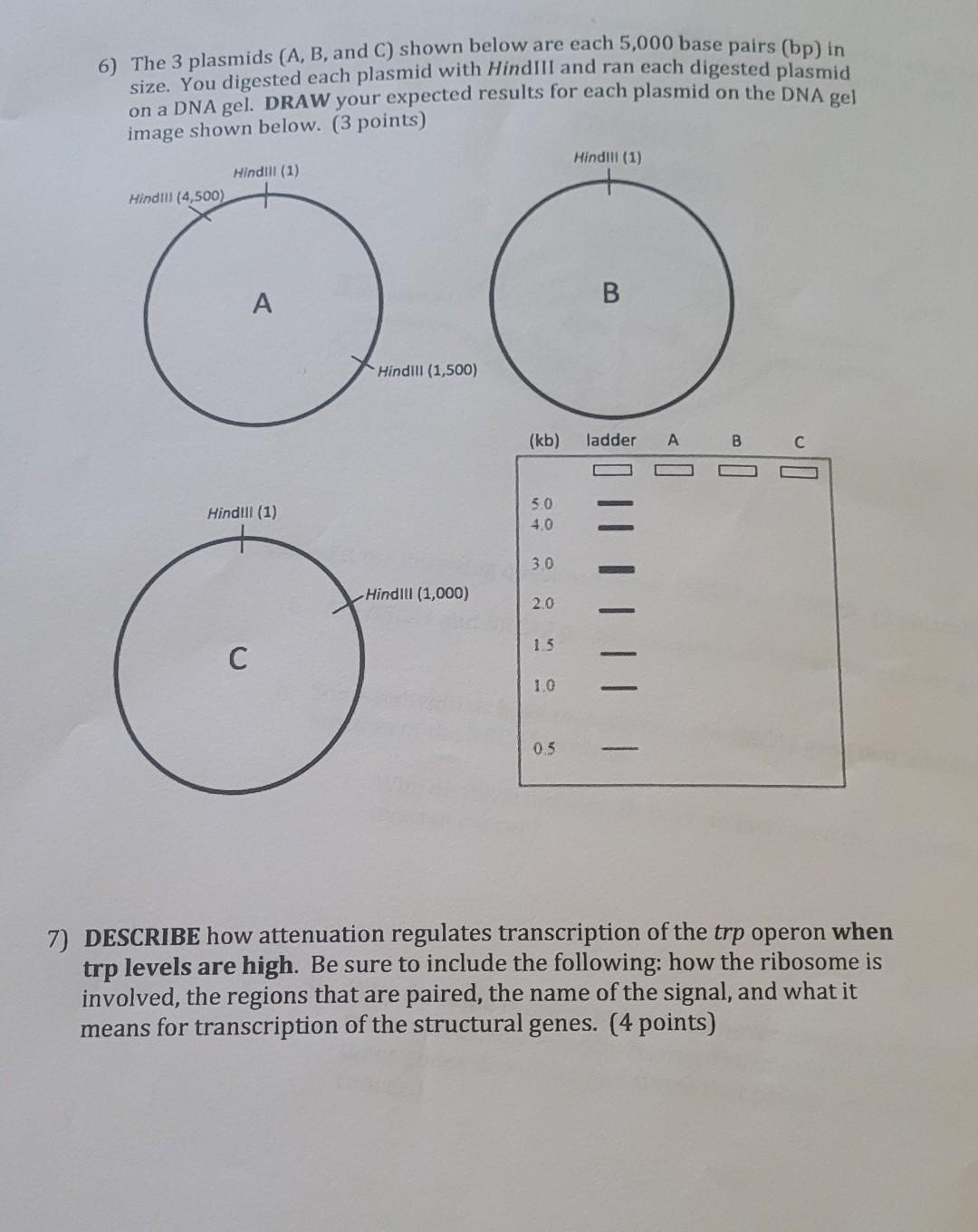 Solved 6) The 3 plasmids (A, B, and C) shown below are each | Chegg.com