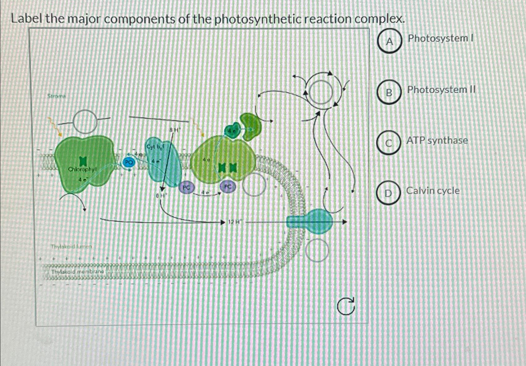 Solved Label the major components of the photosynthetic | Chegg.com