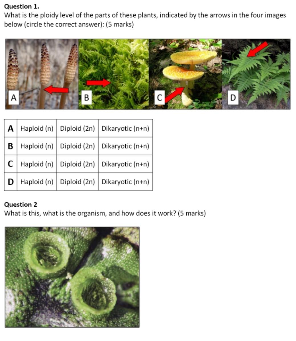 Solved Question 1. What is the ploidy level of the parts of | Chegg.com