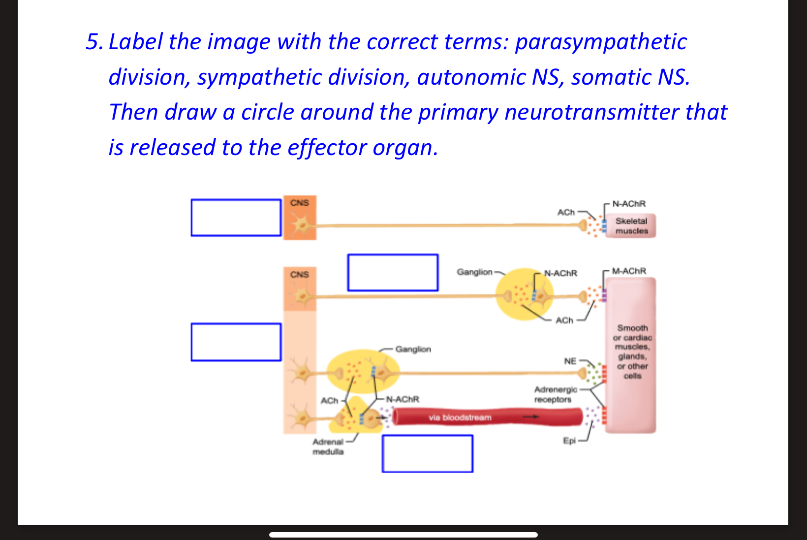 Solved Label the image with the correct terms: | Chegg.com
