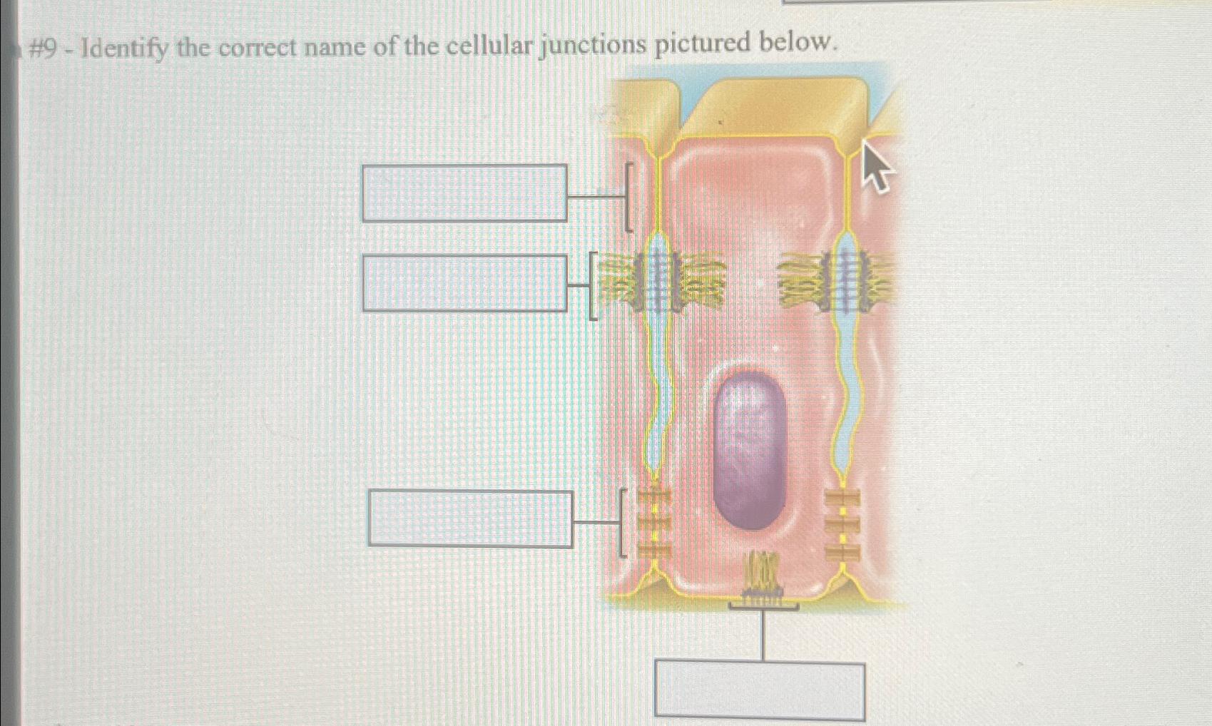 Solved #9 - ﻿Identify the correct name of the cellular | Chegg.com
