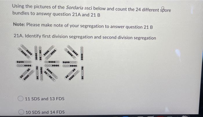 Solved Using the pictures of the Sordaria asci below and | Chegg.com