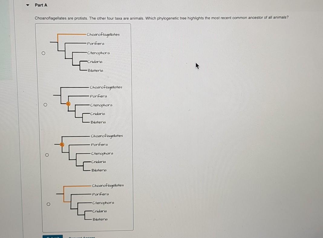 Solved Part A Choanoflagellates are protists. The other four | Chegg.com