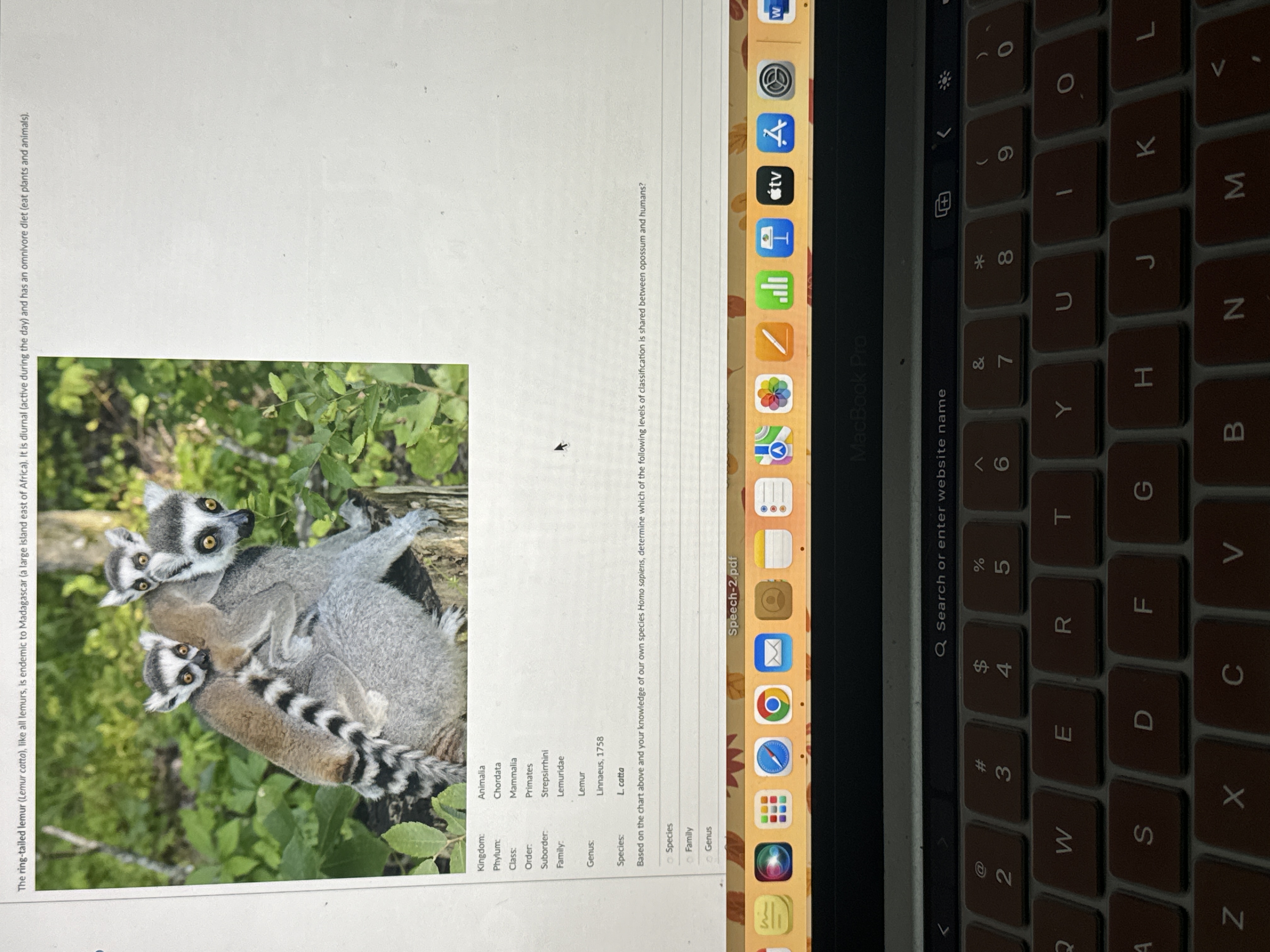 Solved The ring-tailed lemur (Lemur catta), ﻿like all | Chegg.com