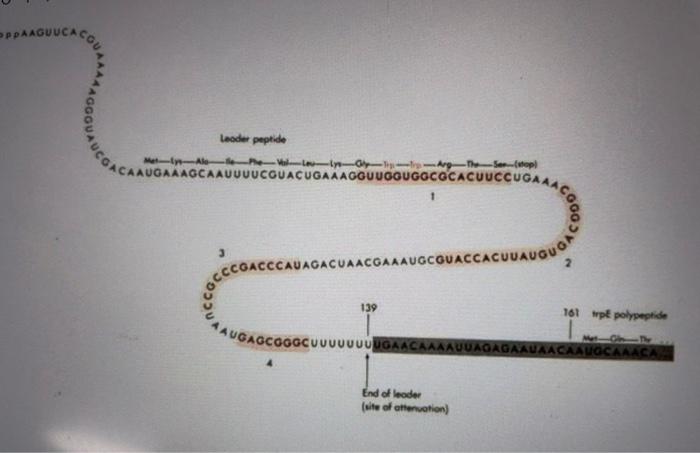 Solved The next sequence is the transcript of the leader | Chegg.com