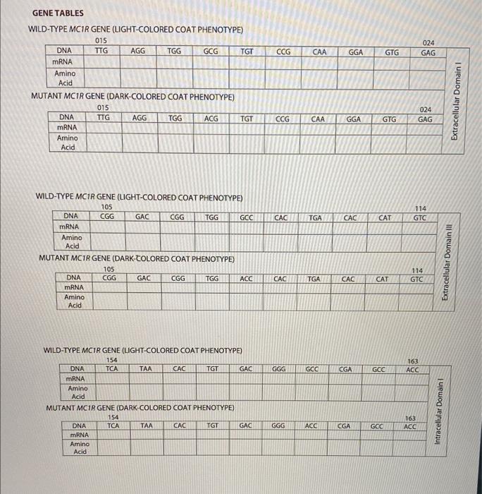 GENE TABLES WILD-TYPE MCIR GENE (LIGHT-COLORED COAT | Chegg.com