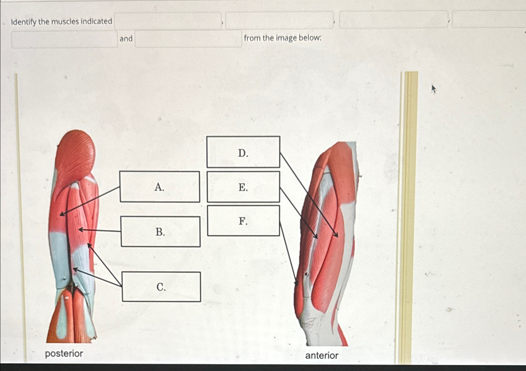 Solved Identify the muscles indicatedandfrom the image | Chegg.com