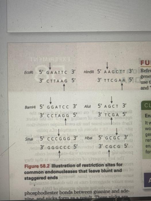 Solved Using Figure 58.2, which of the following restriction | Chegg.com