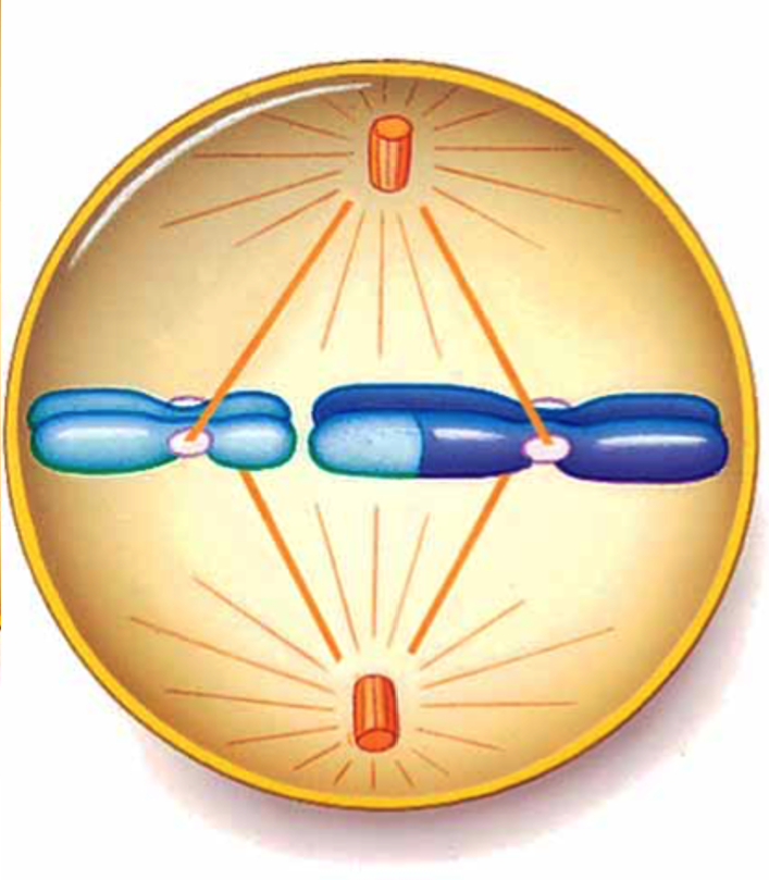 Solved Observe the gamete shown here. What stage of meiosis | Chegg.com