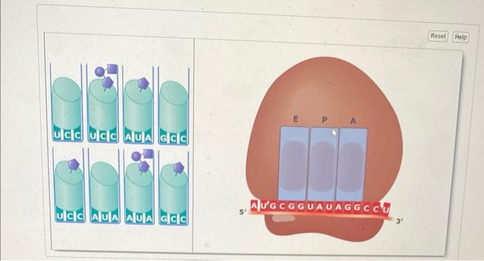 Solved Drag the appropriate tRNAs to the binding sites on | Chegg.com