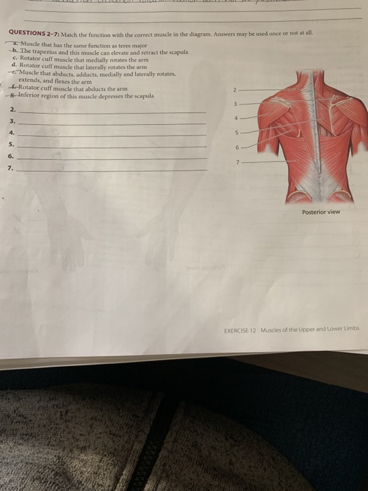 Solved EXERCISE 12 REVIEW SHEET e Upper and Lower Limbs 1. | Chegg.com