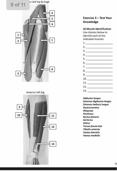 Solved Anterior left arm Exercise 3-Test Your Knowledge C) | Chegg.com