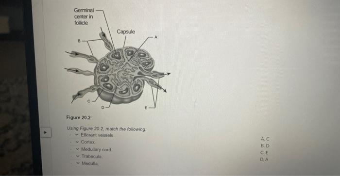 Solved Figure 20.2 Using Figure 20.2: match the following: | Chegg.com