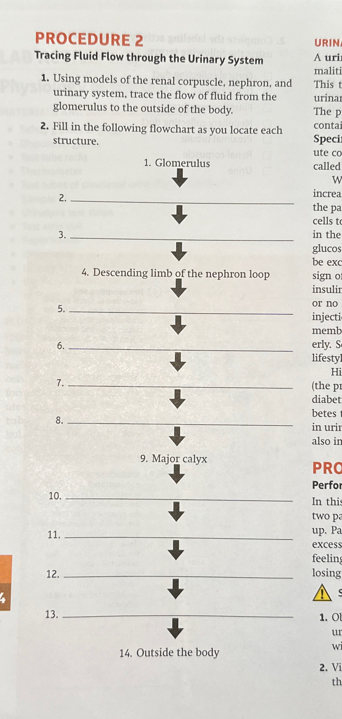 Solved PROCEDURE 2Tracing Fluid Flow through the Urinary | Chegg.com