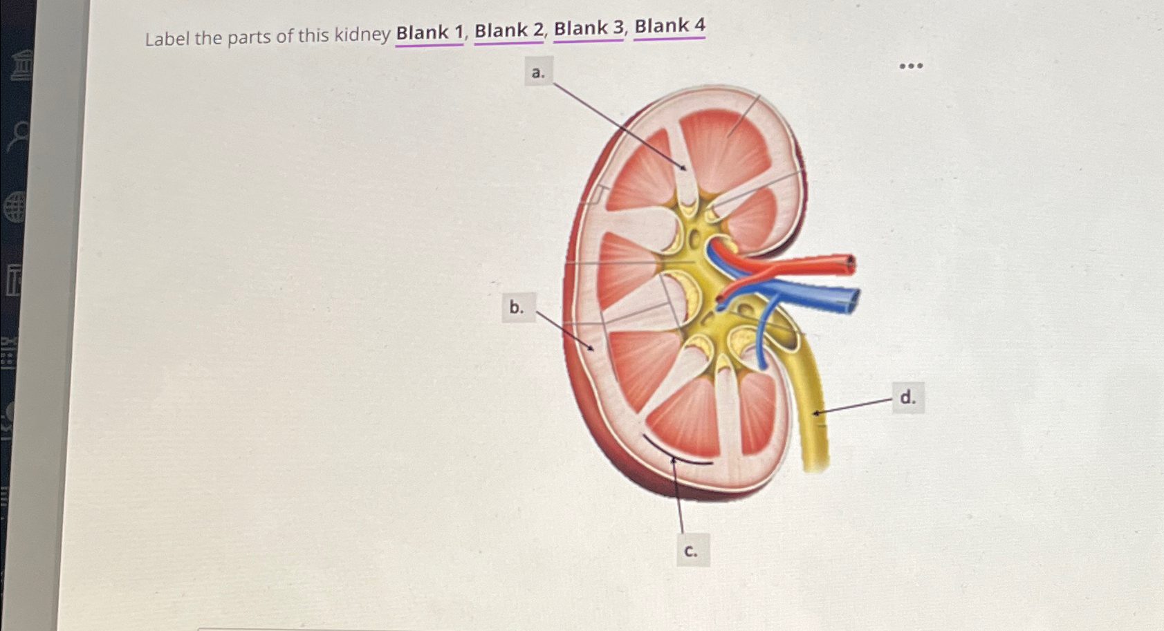 Solved Label the parts of this kidney Blank 1, ﻿Blank 2, | Chegg.com