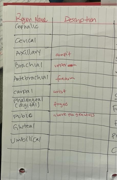 Solved Region Name Cephalic Descuption Cevical Axillary | Chegg.com