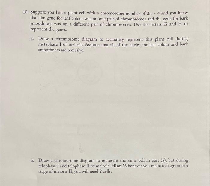 Solved 10. Suppose you had a plant cell with a chromosome | Chegg.com
