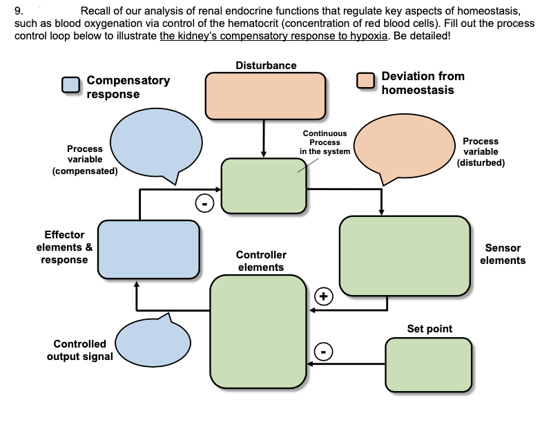 Recall of our analysis of renal endocrine functions | Chegg.com