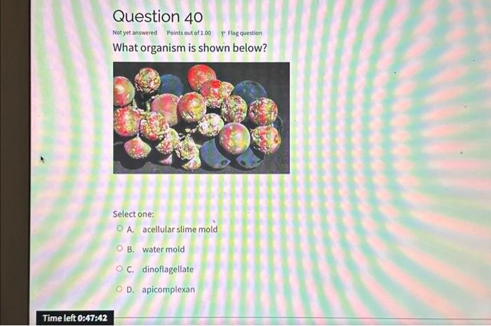 Solved What organism is shown below? Select one: A. | Chegg.com