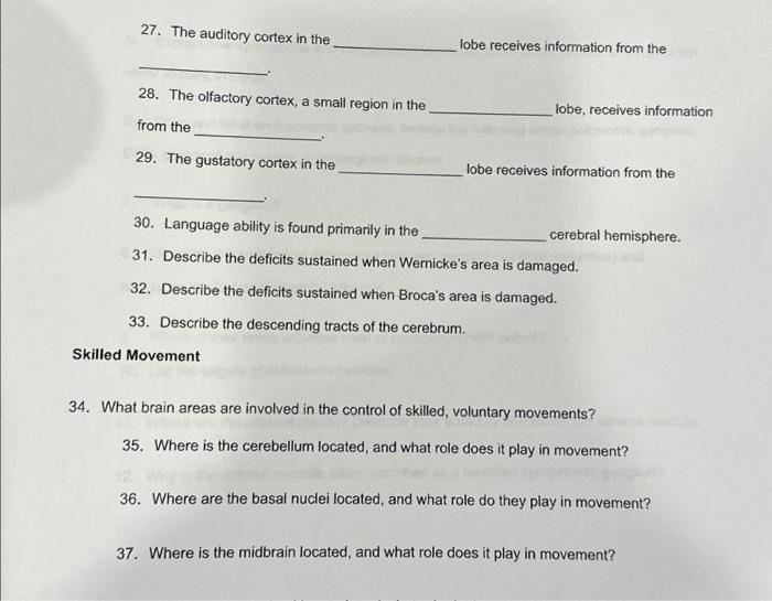 Solved 27. The auditory cortex in the 28. The olfactory | Chegg.com