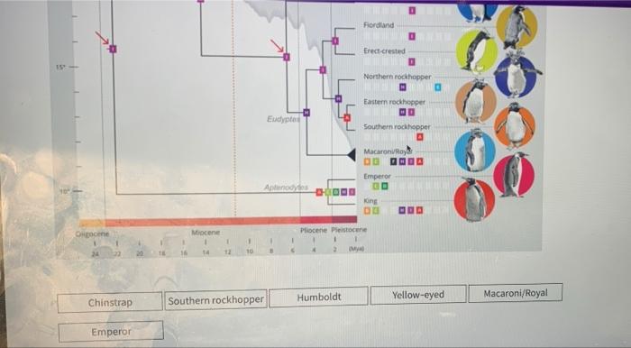 Solved This phylogeny of different penguin species is taken | Chegg.com