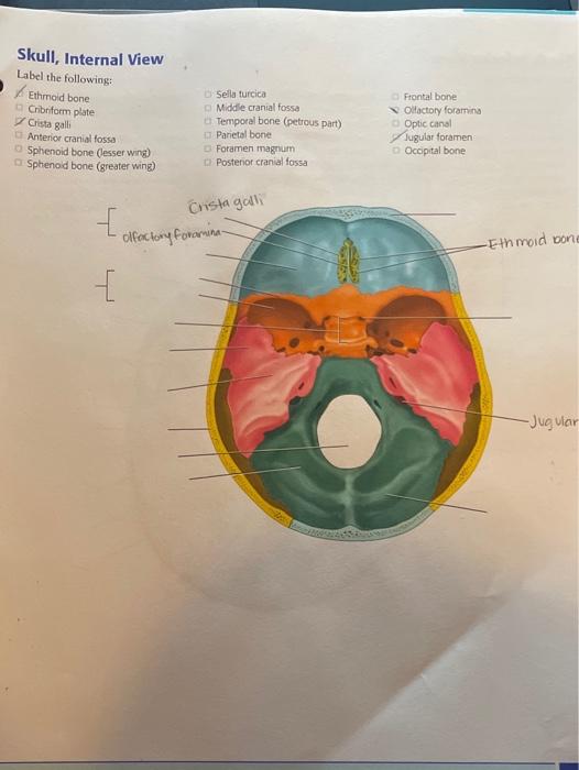 Solved Skull, Internal View Label the following: Ethmoid | Chegg.com