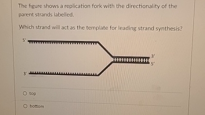 Solved The figure shows a replication fork with the | Chegg.com