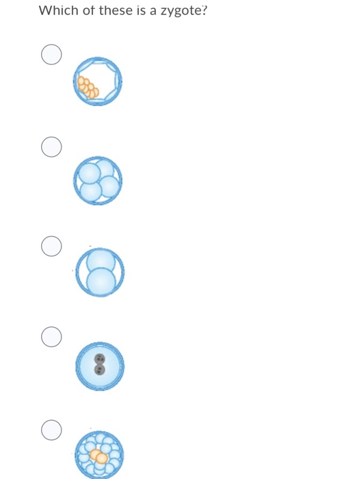 Solved Which of these is a zygote? | Chegg.com