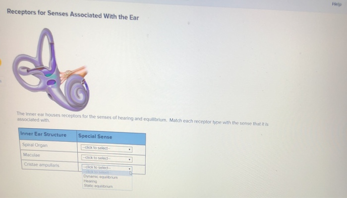 Solved Help Receptors for Senses Associated with the Ear The | Chegg.com